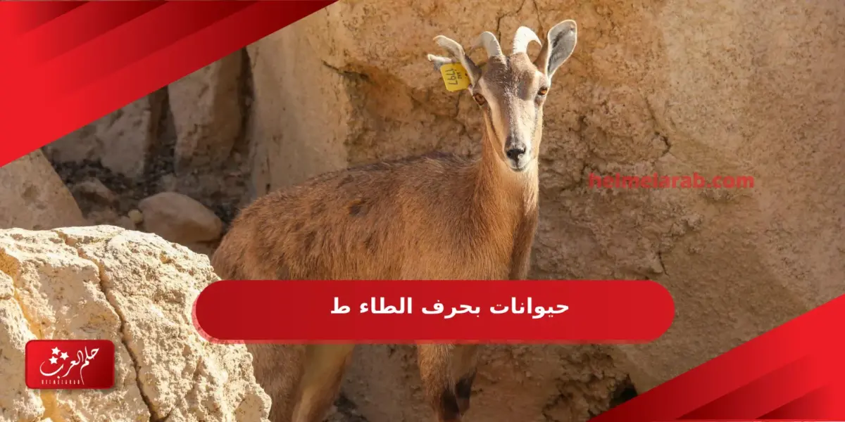 اسم 3 حيوانات بحرف الطاء ط غير طاووس ومعلومات عنهم – حلم العرب